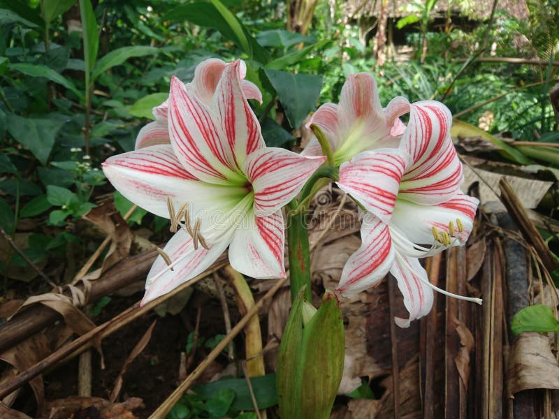 Bunga Lily Nature Green Jawa Stock Image - Image of jawa, lily: 263552533