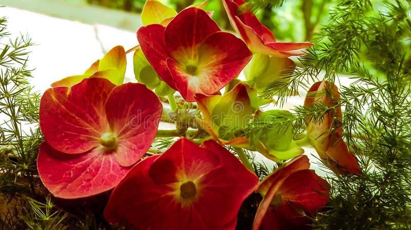 Bunga love stock image. Image of love, alam, bunga, natural - 152321075