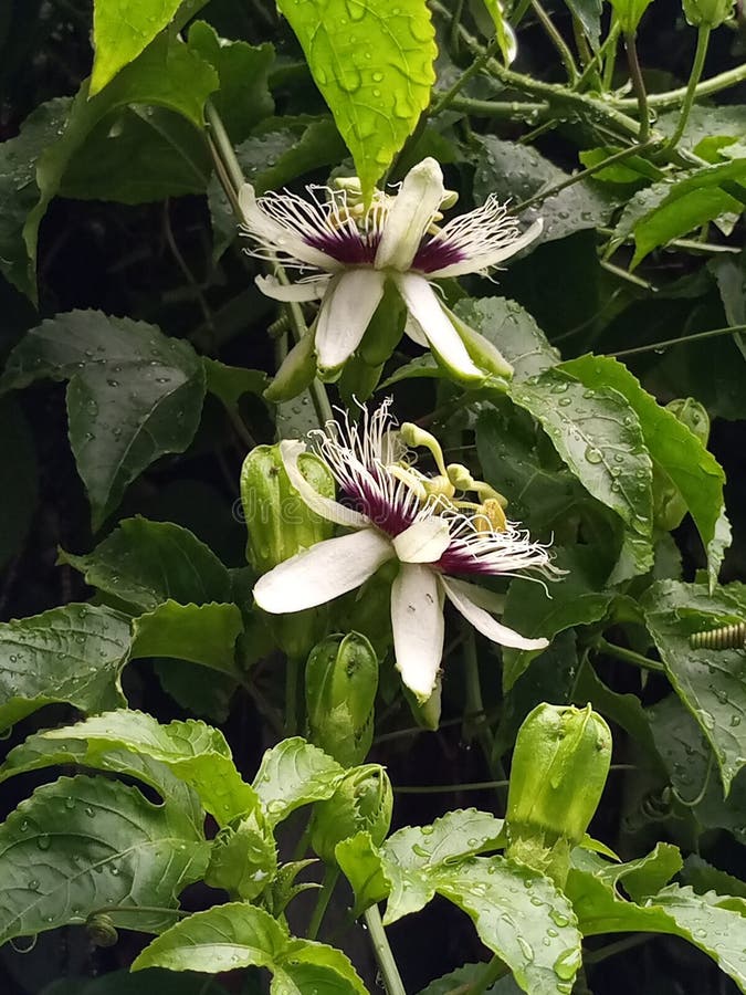 Bunga Markisa Passion Fruit Stock Photo - Image of passion, fruit ...