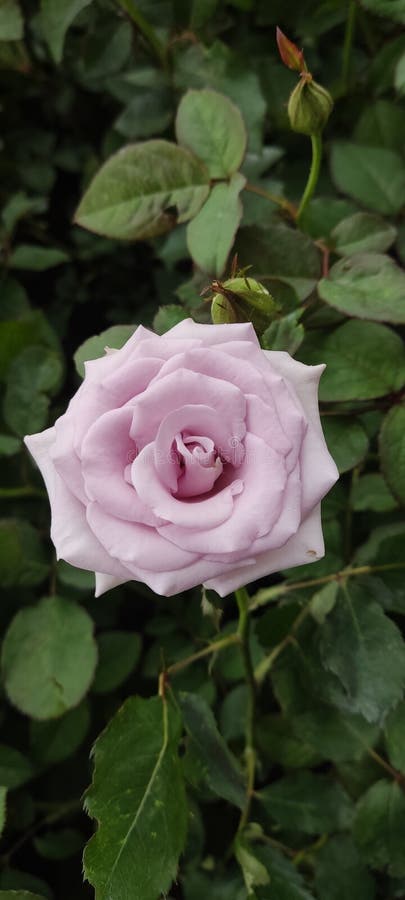 Pot Bunga Mawar Kertas Keren Stock Image - Image of mawar, kertas ...