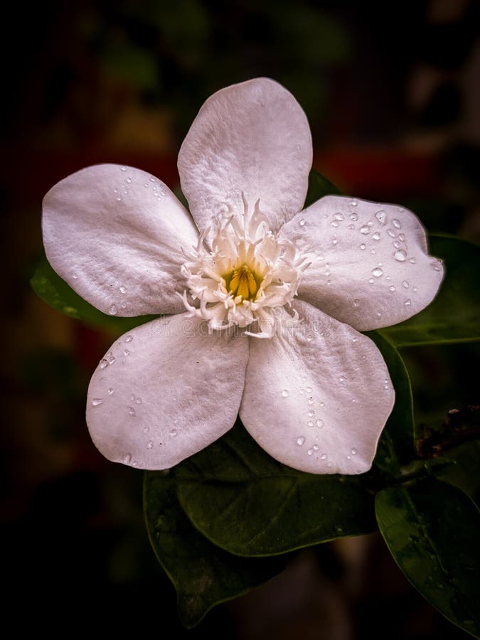 Melati stock image. Image of branch, produce, melati - 367054595