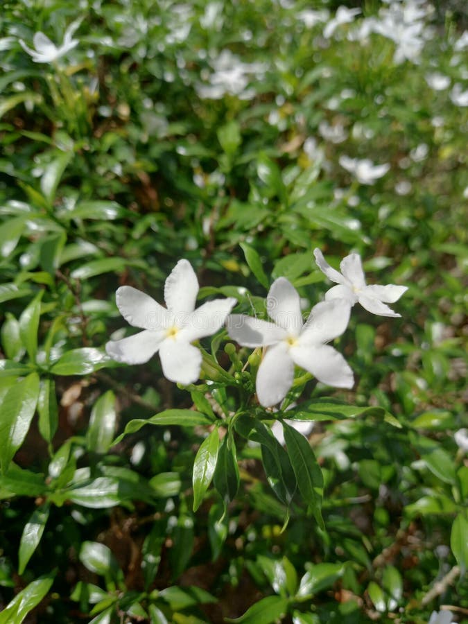 Bunga melati stock image. Image of jasmine, bunga, melati - 244531875