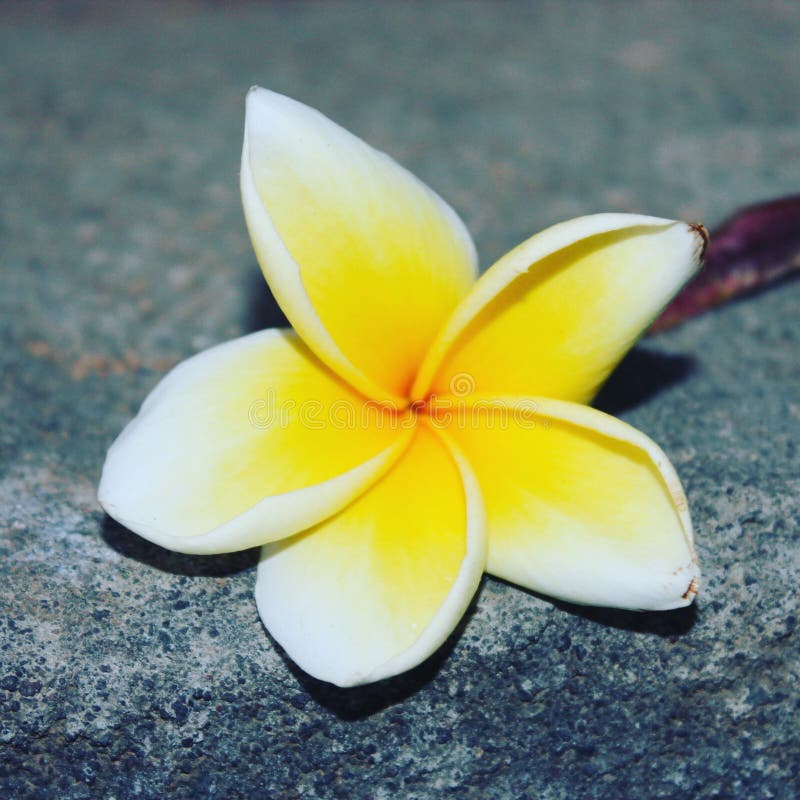 Bunga Mendel Stock Photos - Free & Royalty-Free Stock Photos from ...