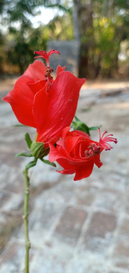 Bunga merah stock photo. Image of flower, view, origina - 156528768
