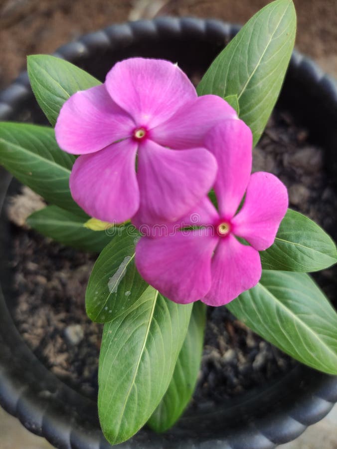 Bunga merah muda stock image. Image of tanam, blooming - 223895151