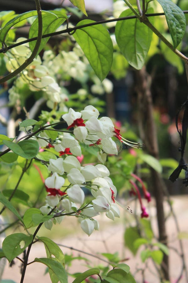 Bunga merah putih stock image. Image of produce, tree - 249308049