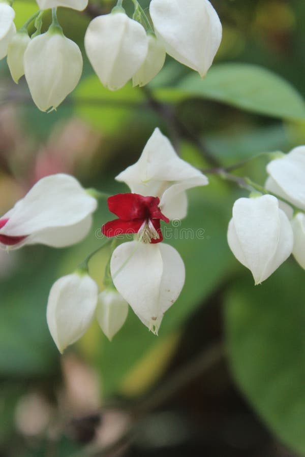 Bunga merah putih stock photo. Image of purple, produce - 249308380
