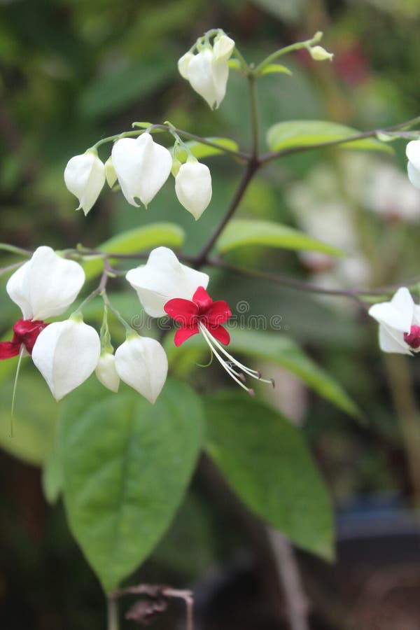 Bunga merah putih stock image. Image of nature, produce - 249308289