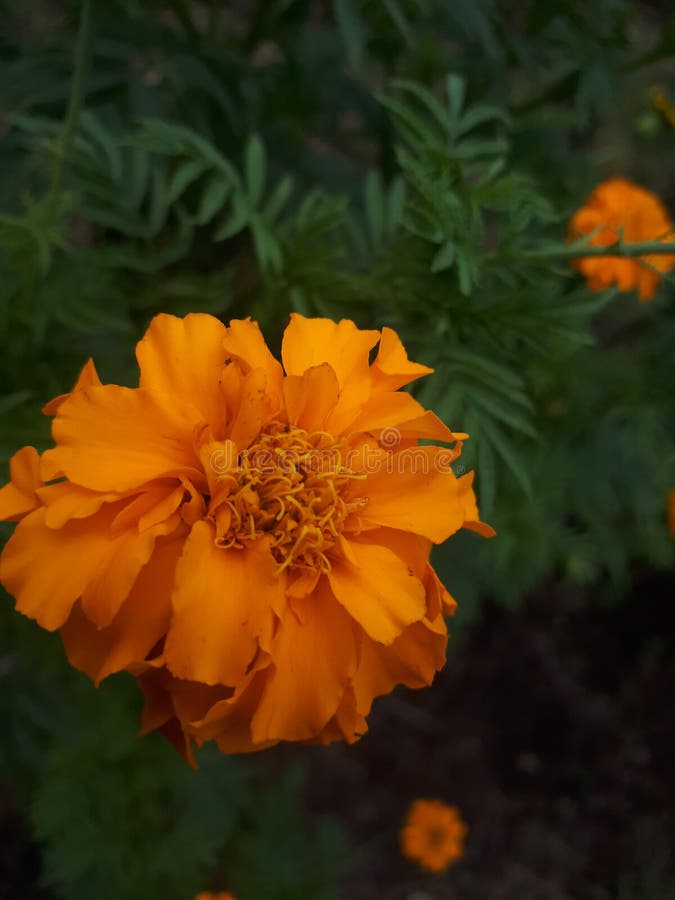 Orange Merah Muda Stock Photos - Free & Royalty-Free Stock Photos from ...