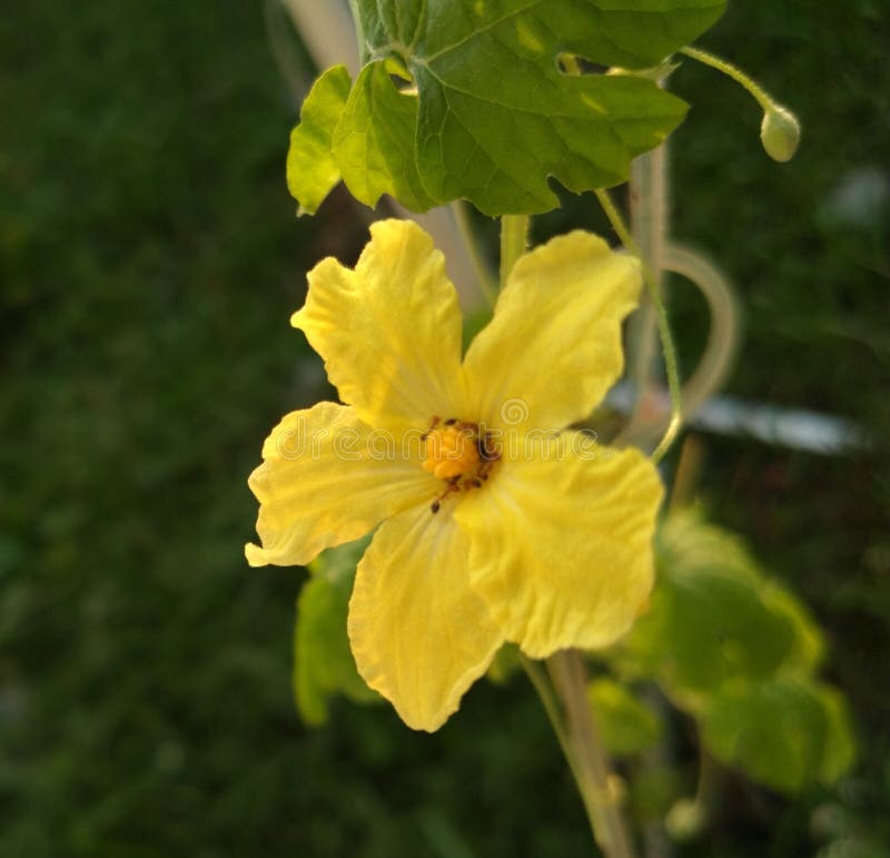 Sayur Paria Stock Photos - Free & Royalty-Free Stock Photos from Dreamstime