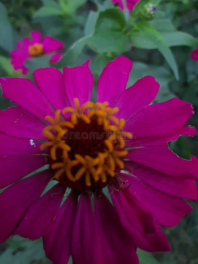 Bunga pink merah muda stock image. Image of plant, blossom - 235328963
