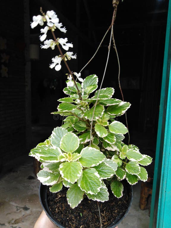Bunga pot stock photo. Image of blossom, leaf, java - 263703428