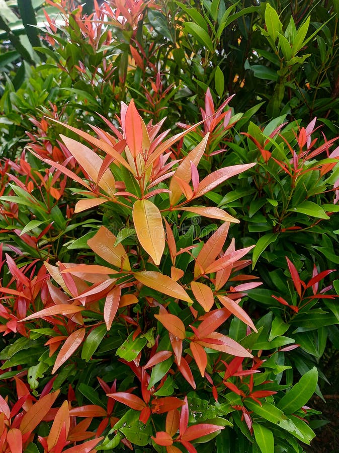 Bunga pucuk merah stock image. Image of produce, bunga - 219814541