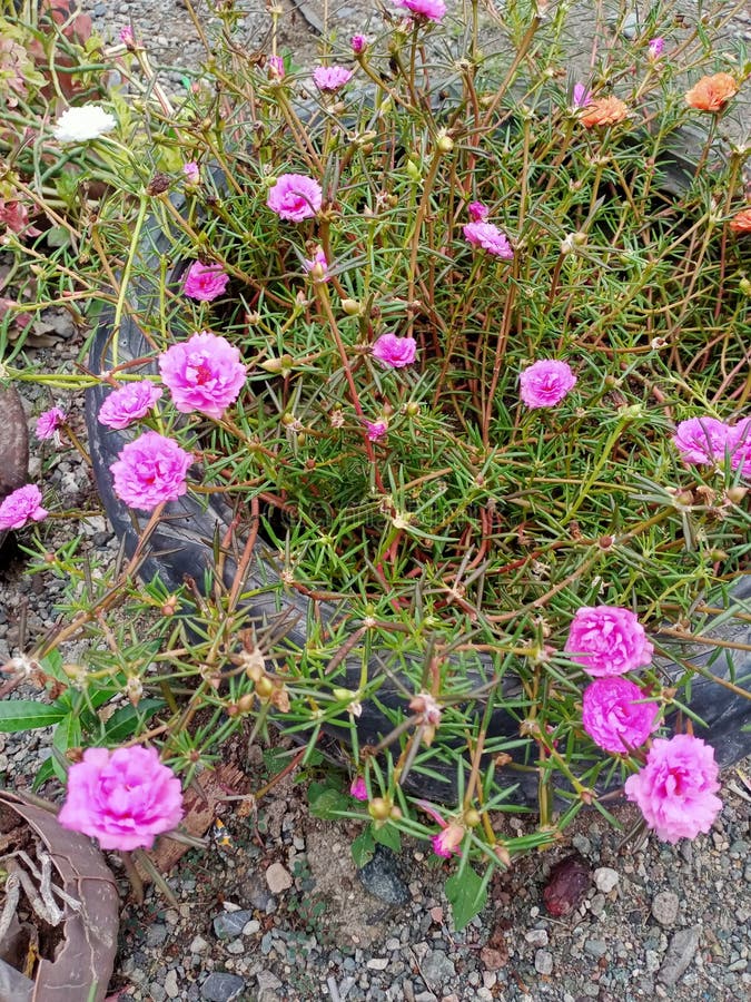 Bunga pukul sembilan stock photo. Image of bunga, petal - 221210130