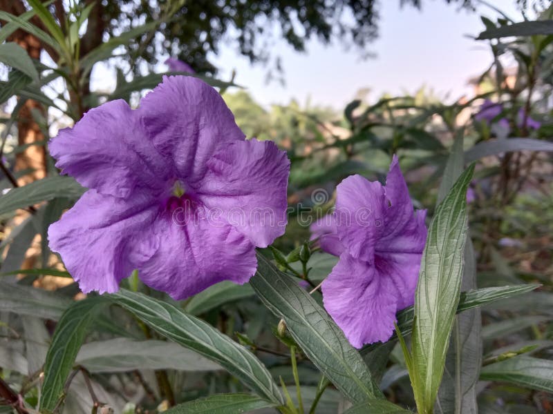 Bunga Ungu Close Up Purple Flower Stock Image - Image of ungu, close ...