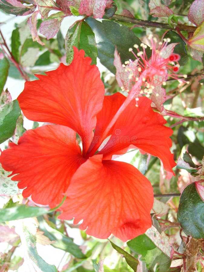 Bunga Raya stock photo. Image of climate, national, raya - 83916550