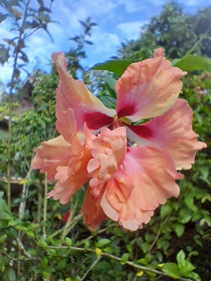 Bunga raya hibiscus stock image. Image of plant, raya - 315352941
