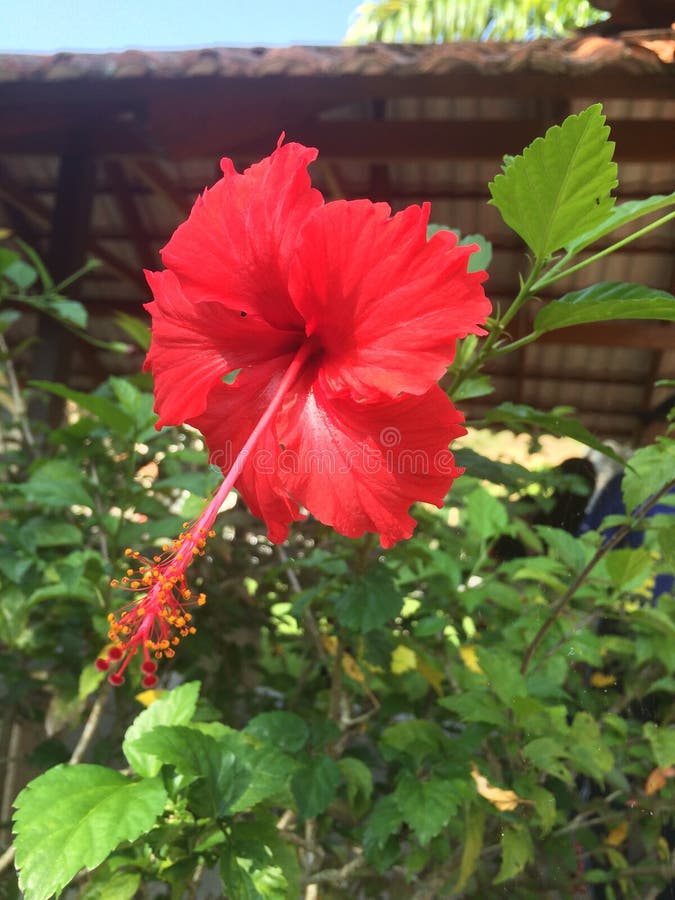 Bunga Raya stock image. Image of isolated, pink, china - 83916737