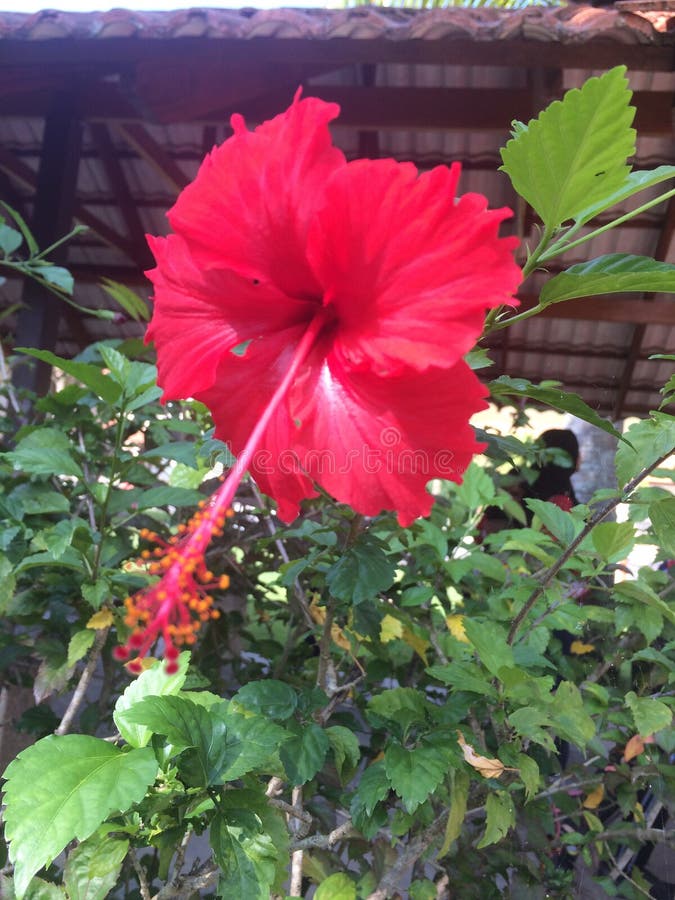 Bunga Raya stock photo. Image of raya, piece, bunga - 110129160