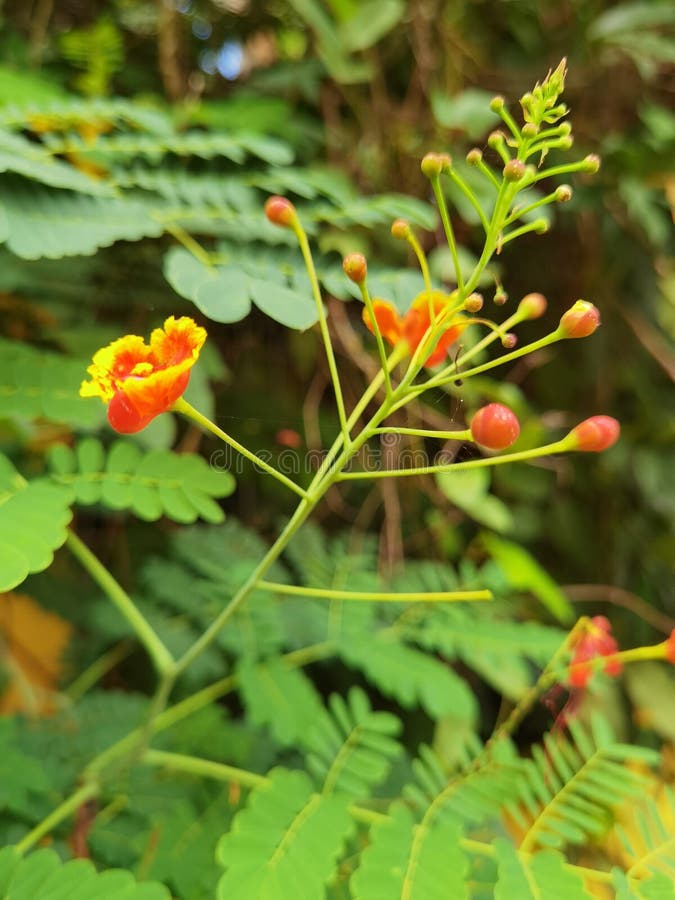 Bunga Red Plant Taman Garden Stock Photo - Image of taman, produce ...