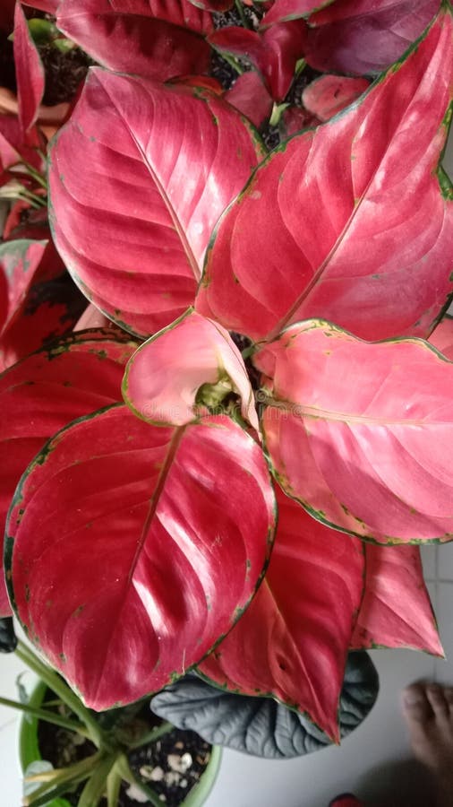 Bunga Red Sumatra Indonesian Stock Photo - Image of sumatra, bunga ...