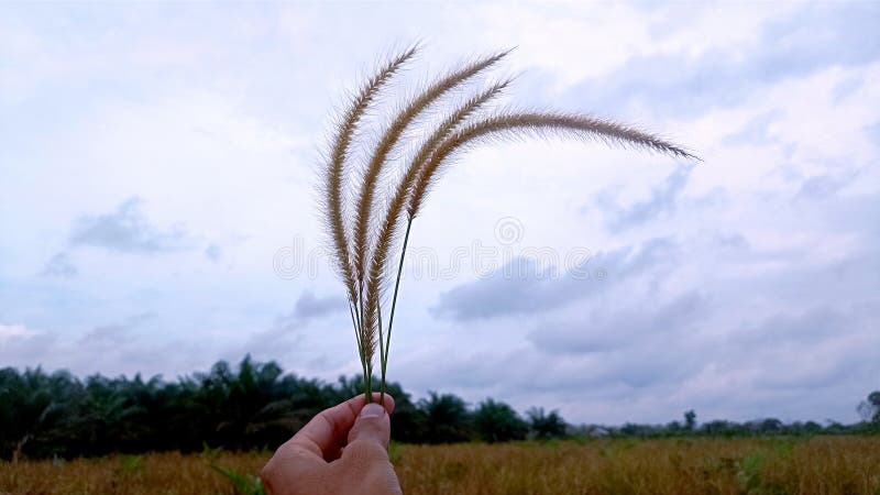 Bunga Rumput Bulu Hewan stock image. Image of bulu, wind - 266170397