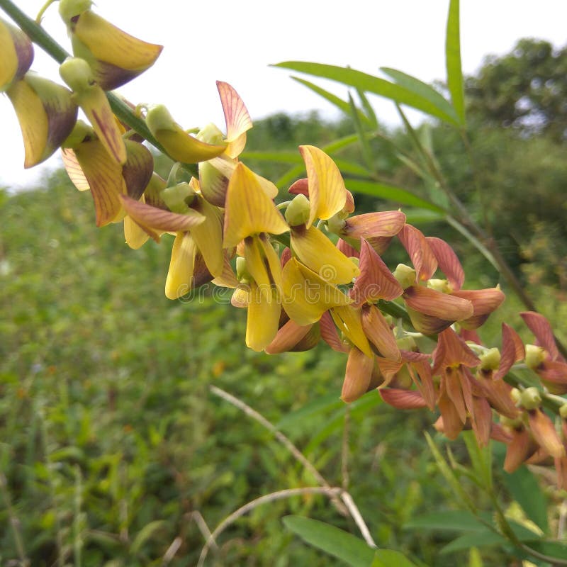 Bunga semak stock photo. Image of wild, flower, semak - 92159574