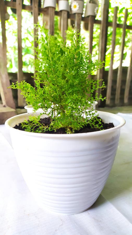 Bunga Semak with White Pots Decorating the Living Room Stock Photo ...