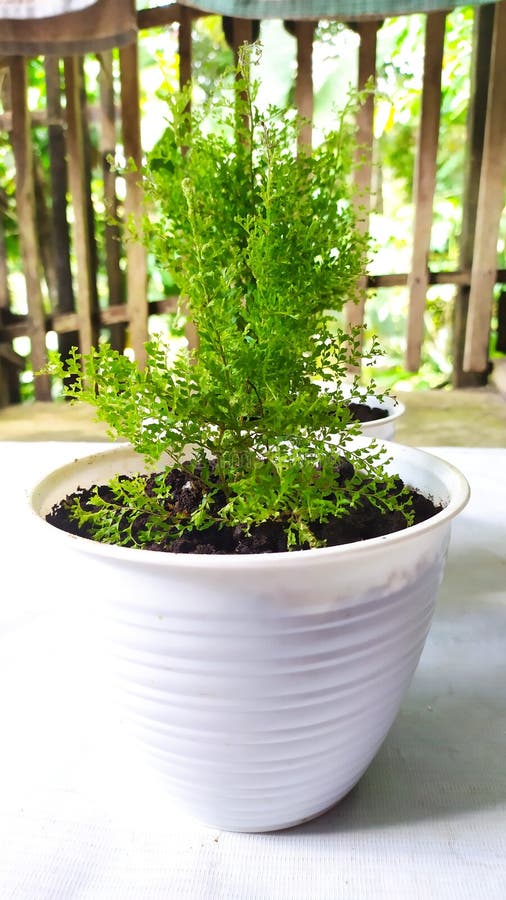 Bunga Semak with White Pots Decorating the Living Room Stock Photo ...