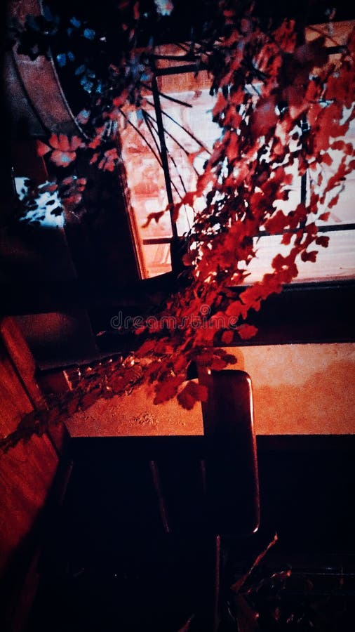 Bunga senja aestetic stock image. Image of bunga, tree - 221221987