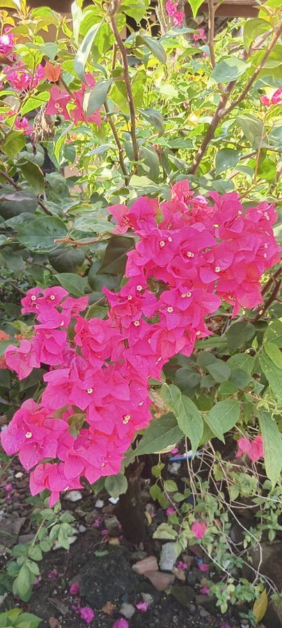 Bunga sepatu stock photo. Image of flower, blossom, yard - 339586714