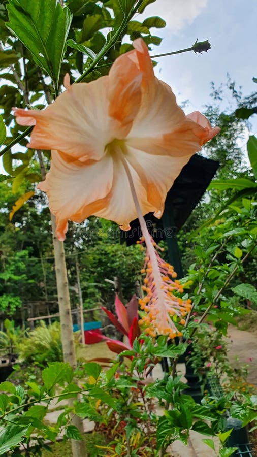 Bunga Sepatu -orange in the Nature Stock Photo - Image of yard, plant ...