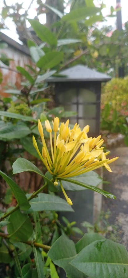 Bunga Soka Kuning stock image. Image of sikap, yard - 253313211
