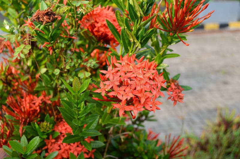 Bunga Soka or Ixora Coccinea Plants Stock Image - Image of shrub ...