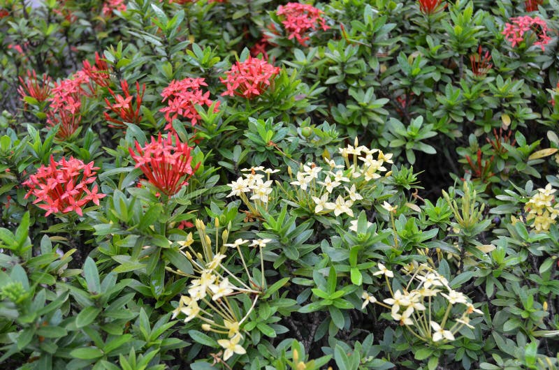 Bunga Soka or Ixora Coccinea Plants Stock Photo - Image of ixora ...