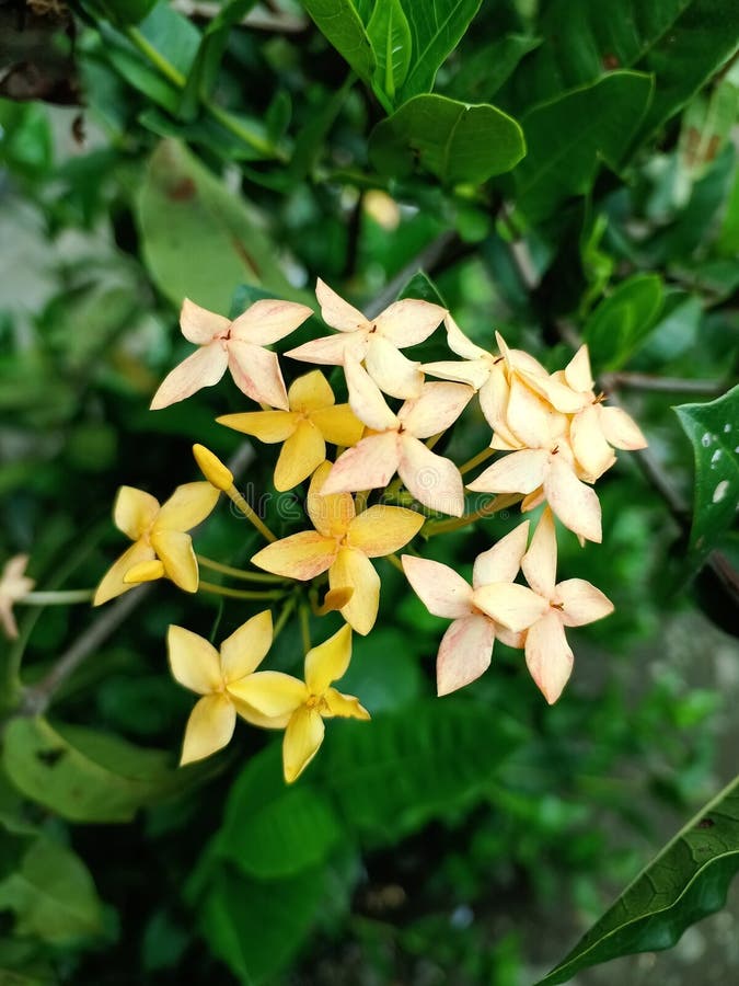 Bunga soka kuning stock photo. Image of blossom, green - 276731310