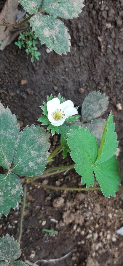 Bunga Strawberry Mekar stock photo. Image of garden - 266564576