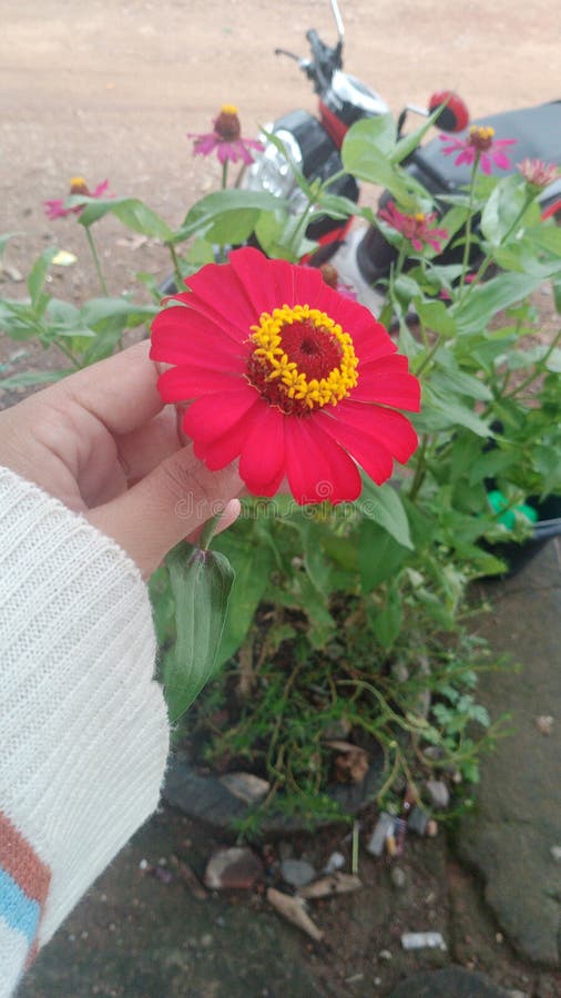 Bunga sunflower stock image. Image of wildflower, yellow - 227999337