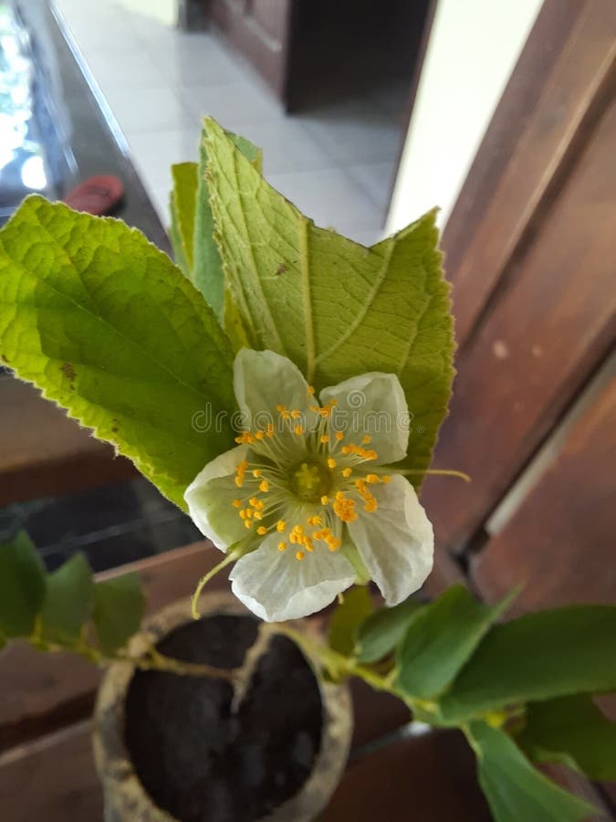 A Flower on a Chair is Taken at a High Angle Stock Image - Image of ...