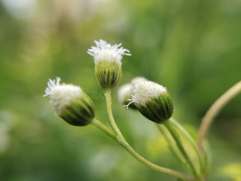 Bunga tanaman flower stock image. Image of blossom, leaf - 266354175