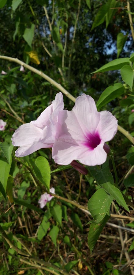 Bunga Terompet from Grandfather Farm Stock Photo - Image of herb ...