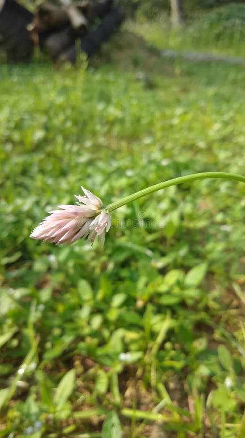 A kind of boroco flower stock image. Image of tongkol - 266819019