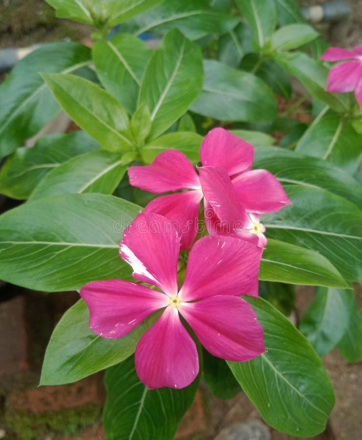Bunga ungu stock photo. Image of garden, herb, blossom - 254360946