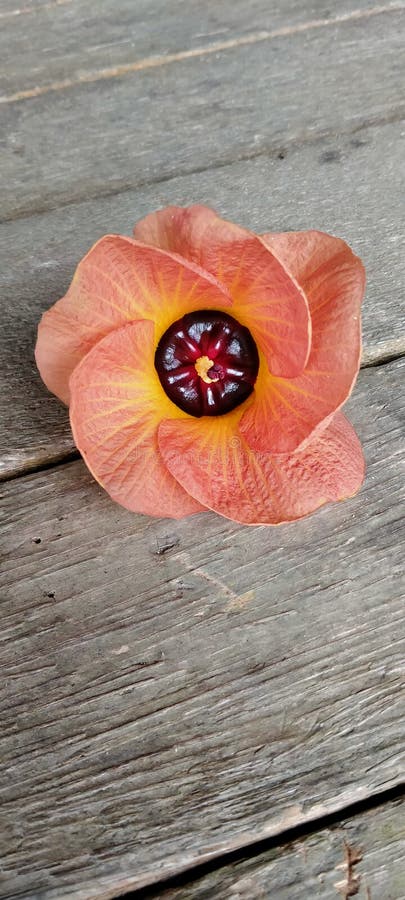 Bunga Waru stock photo. Image of plant, hibiscus, garden - 262230848