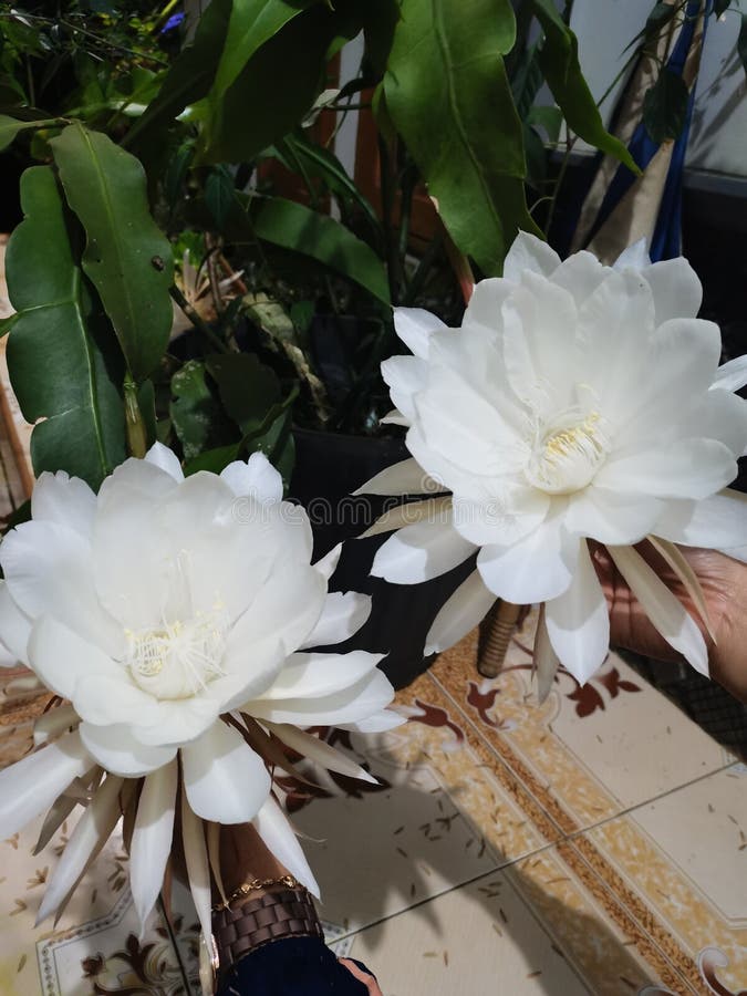 Wijaya Kusuma Flower or Also Called Wiku Flower Including Cactus Plants ...