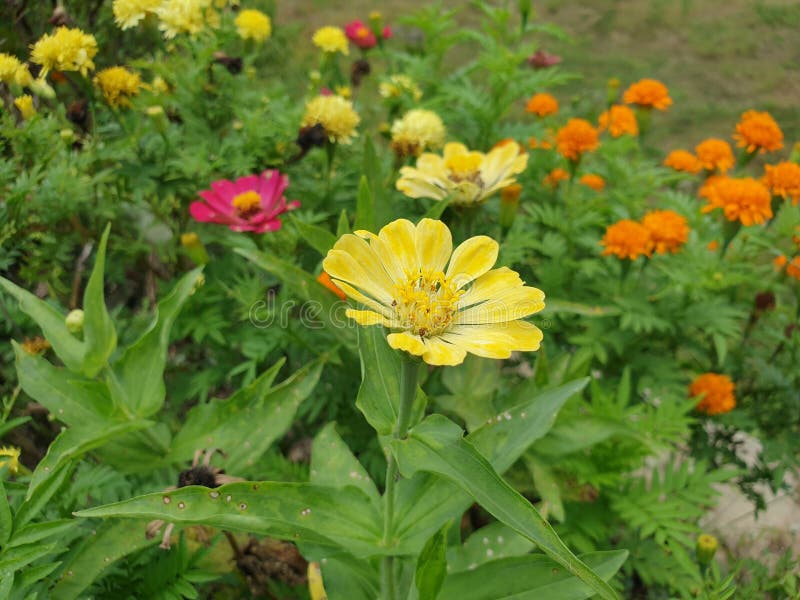 Bunga Zinnia Yellow Dikebun Stock Photo - Image of nature, dikebun ...