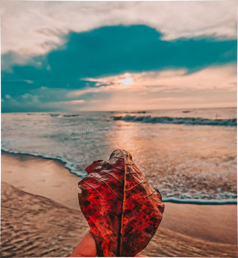 Leaf on the beach stock image. Image of coloured, foils - 11995341