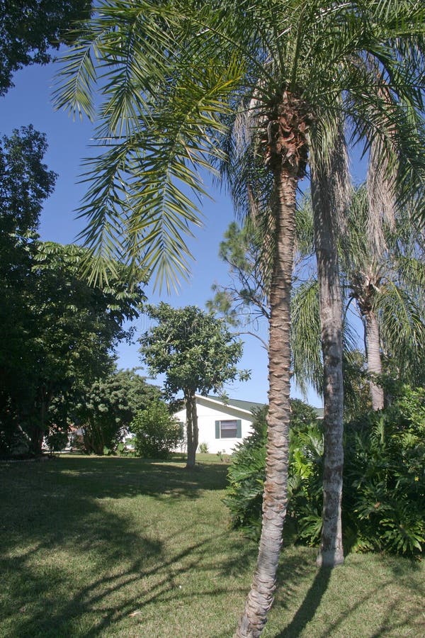 Bungalow in Palm Trees Forest Stock Photo - Image of grass, island ...