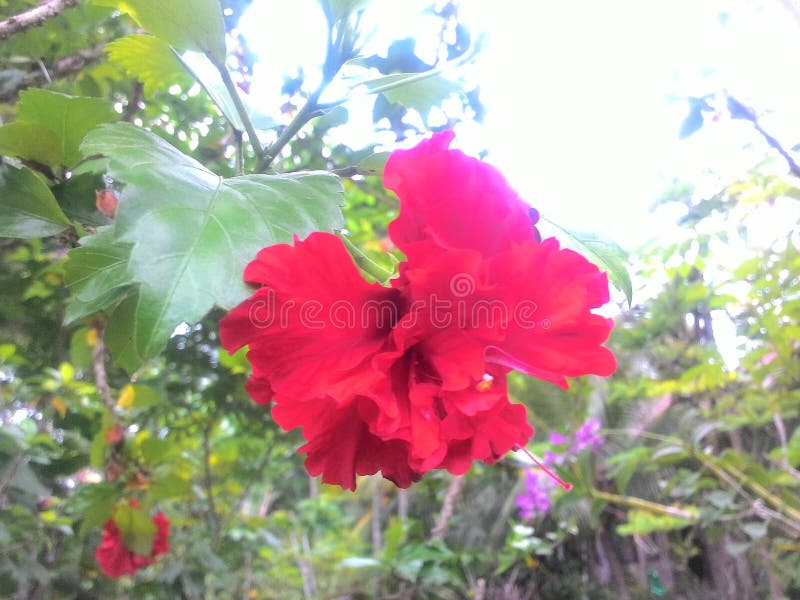 Bungong Mirah stock image. Image of flower, mirah, bungong - 97753655