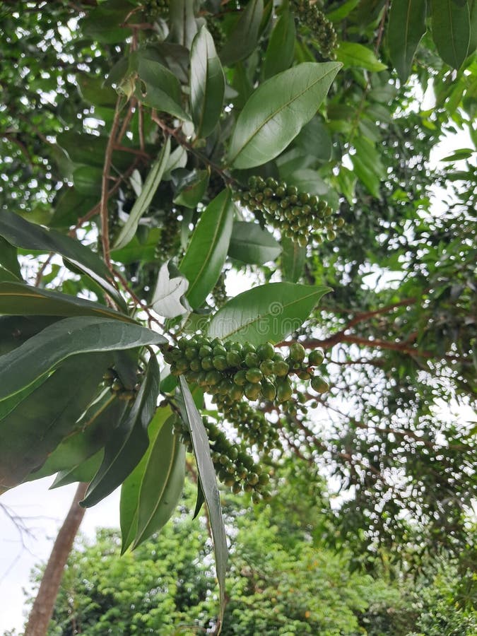 Buni is the Kind of Tree Which Has Bearing Small Sour Fruit Stock Photo ...